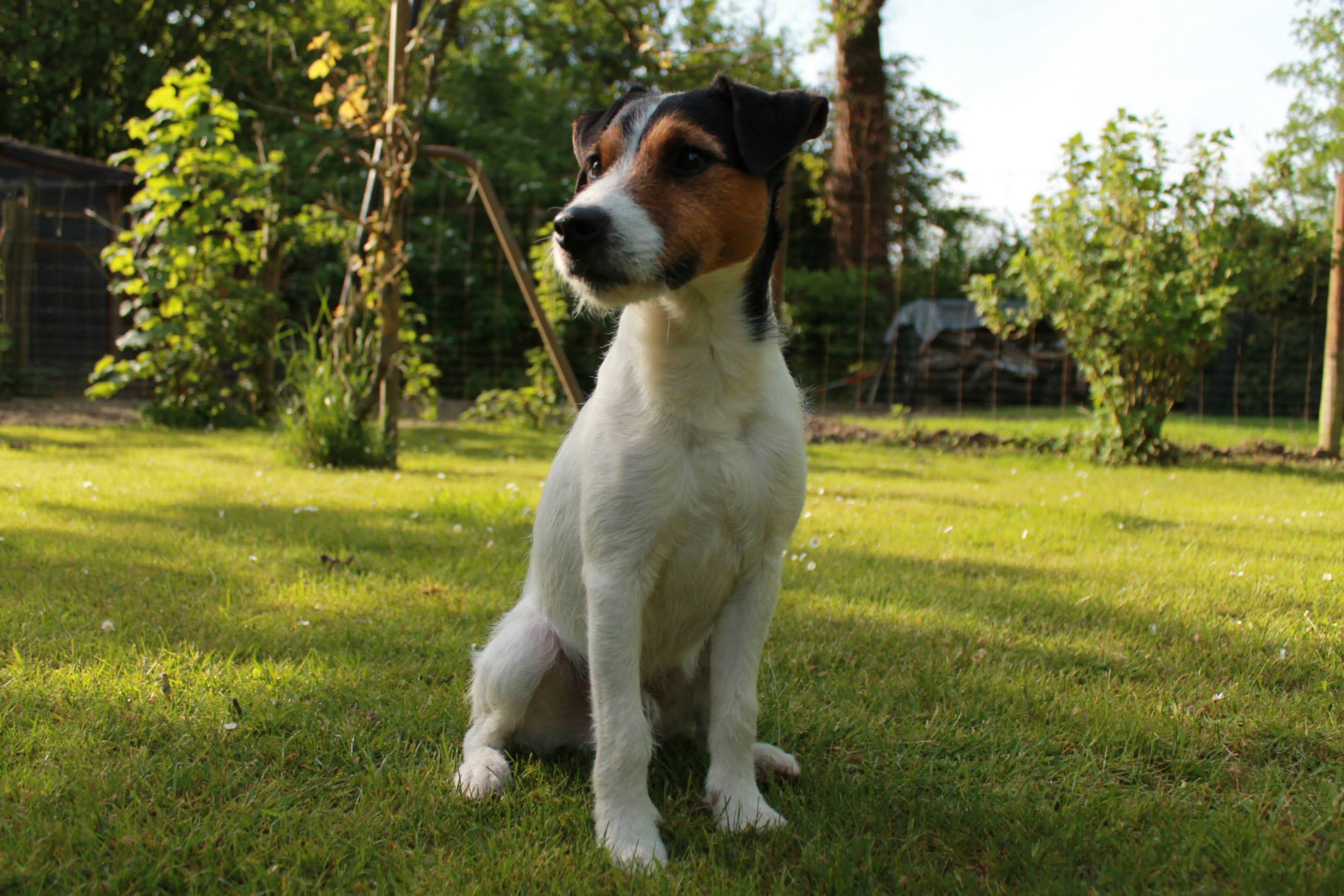 11206680_838113972943082_4403928691364400112_o – Jagdlich geführte ...