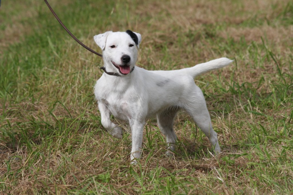 148 – Jagdlich geführte Parson Russell Terrier Zucht