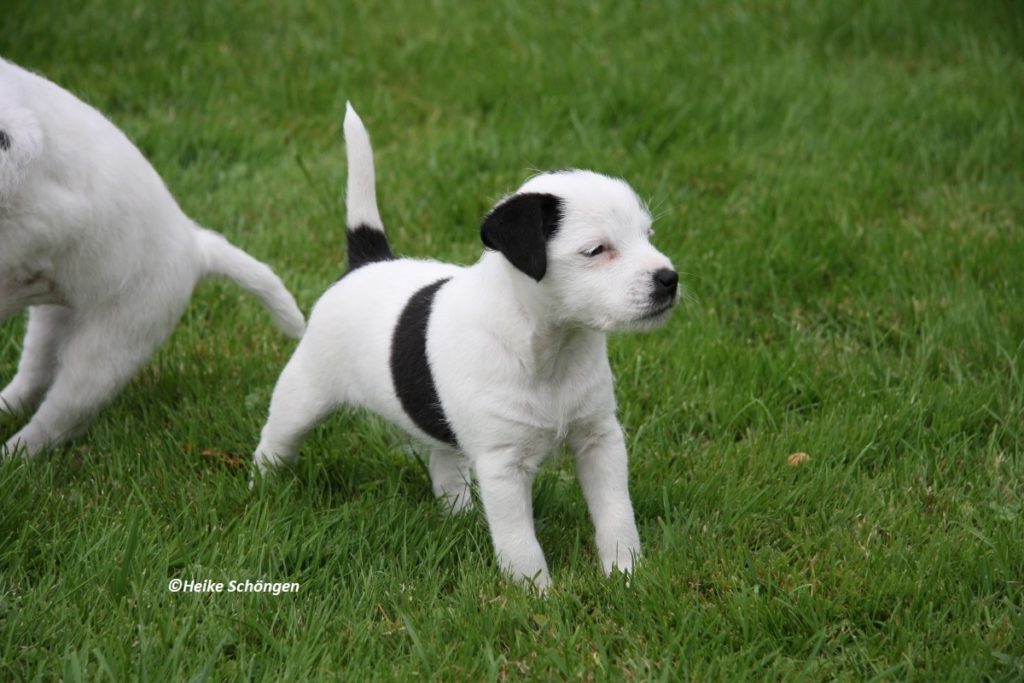 IMG_8429 – Jagdlich geführte Parson Russell Terrier Zucht