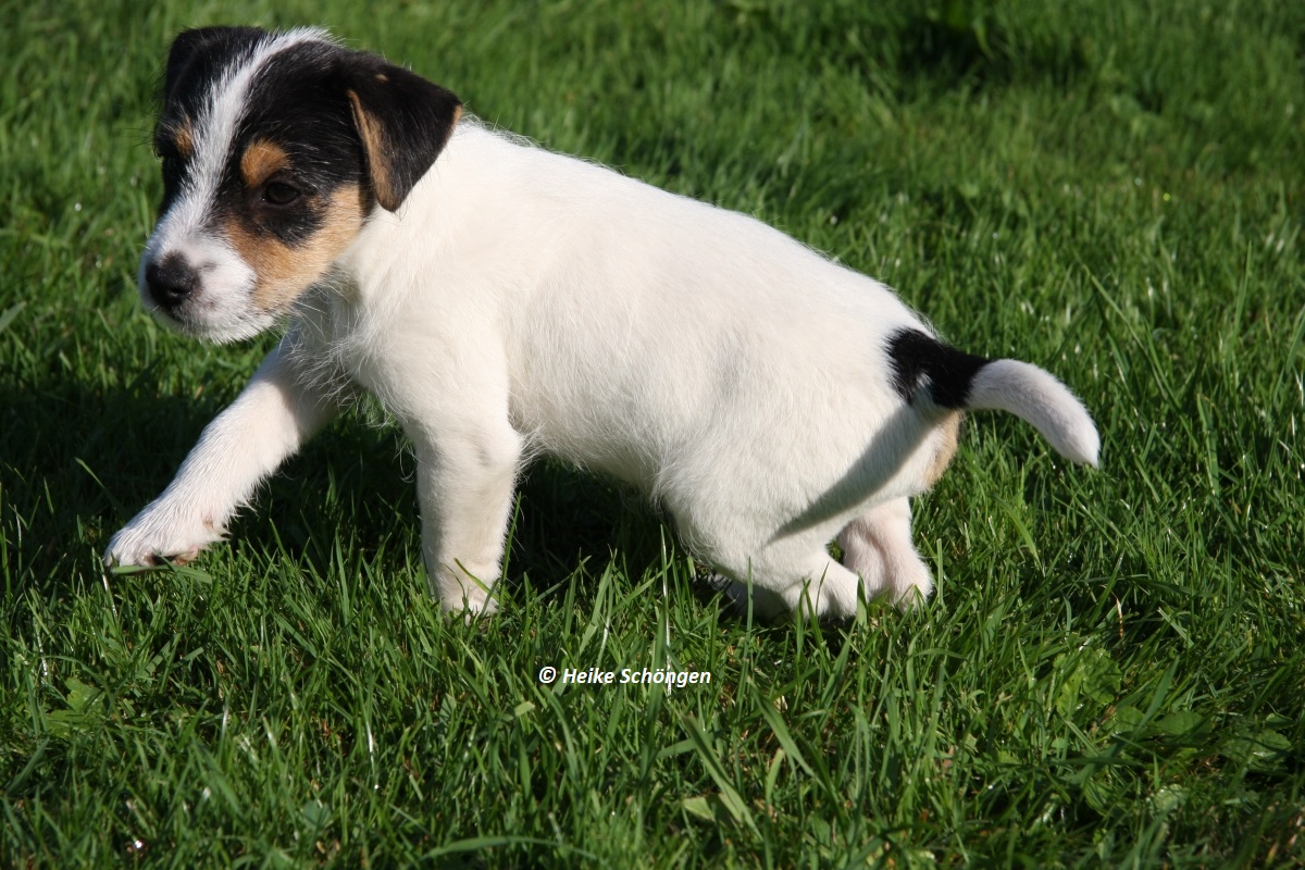 IMG_8604 – Jagdlich geführte Parson Russell Terrier Zucht