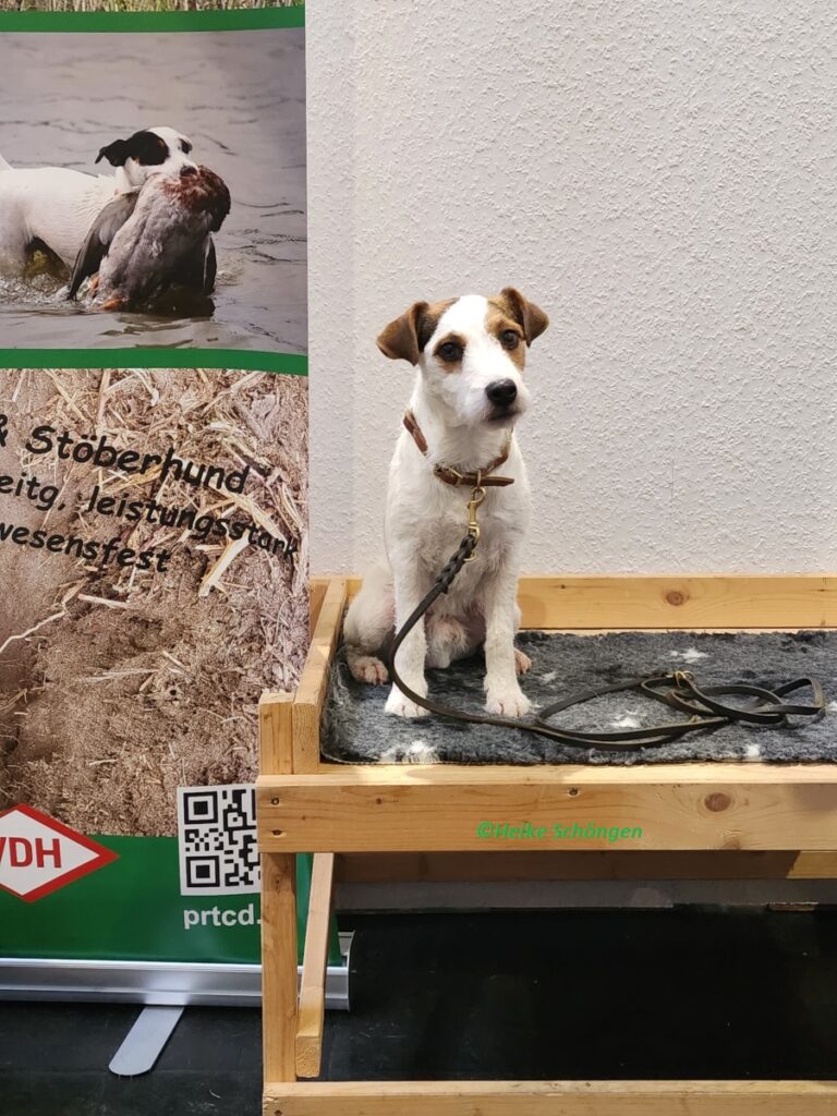 J&H 2025 – Jagdlich geführte Parson Russell Terrier Zucht