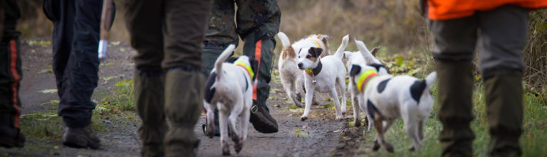 Jagdlich geführte Parson Russell Terrier Zucht